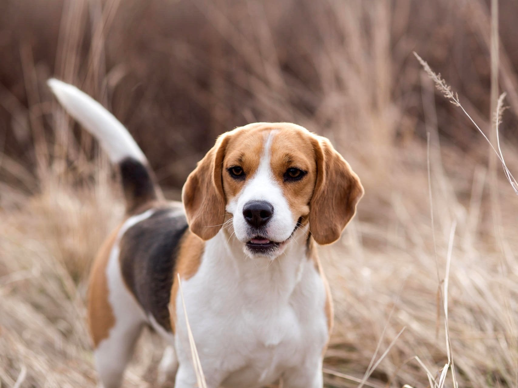 Духовитете сакаат Бигл, семејните и лојалните Лабрадор, а кој сака ...